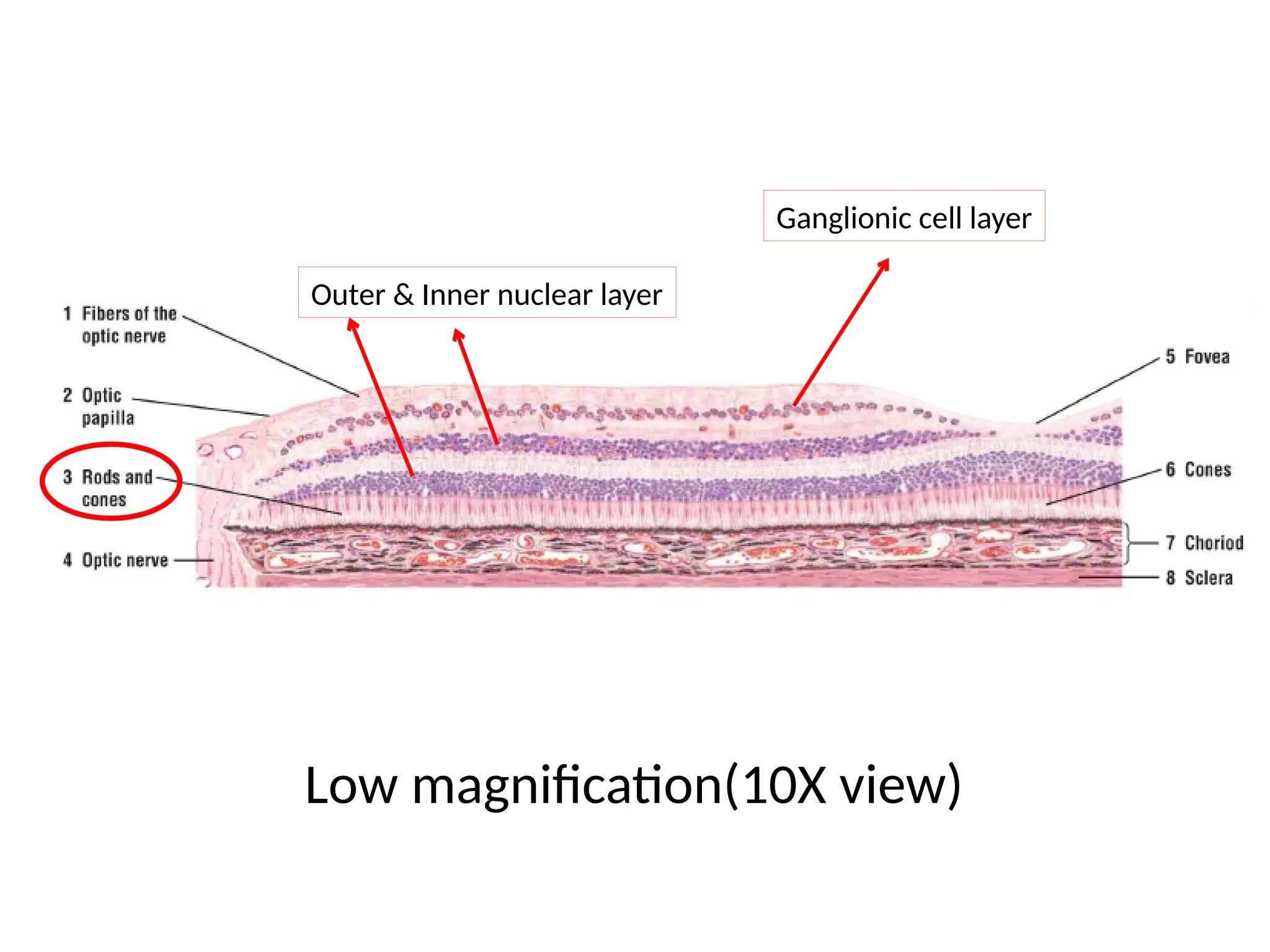 Normal Histology of cornea & retina.pptx