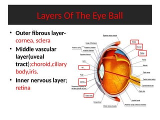 Normal Histology of cornea & retina.pptx