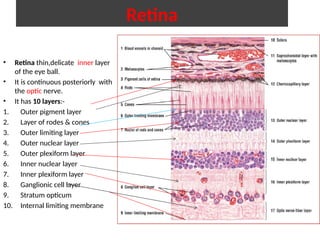 Normal Histology of cornea & retina.pptx