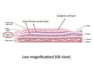 Normal Histology of cornea & retina.pptx