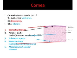 Normal Histology of cornea & retina.pptx