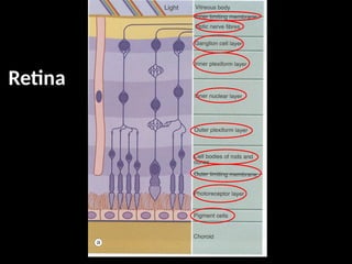 Normal Histology of cornea & retina.pptx