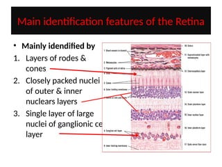 Normal Histology of cornea & retina.pptx