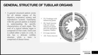 Histology digestive-system | PPT