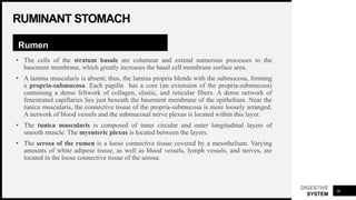 Histology digestive-system | PPT