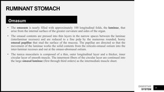 Histology digestive-system | PPT
