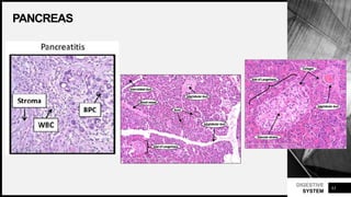 Histology digestive-system | PPT