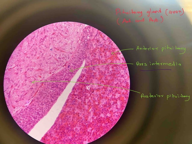 Histology - Endocrine glands_230324_003821.pdf