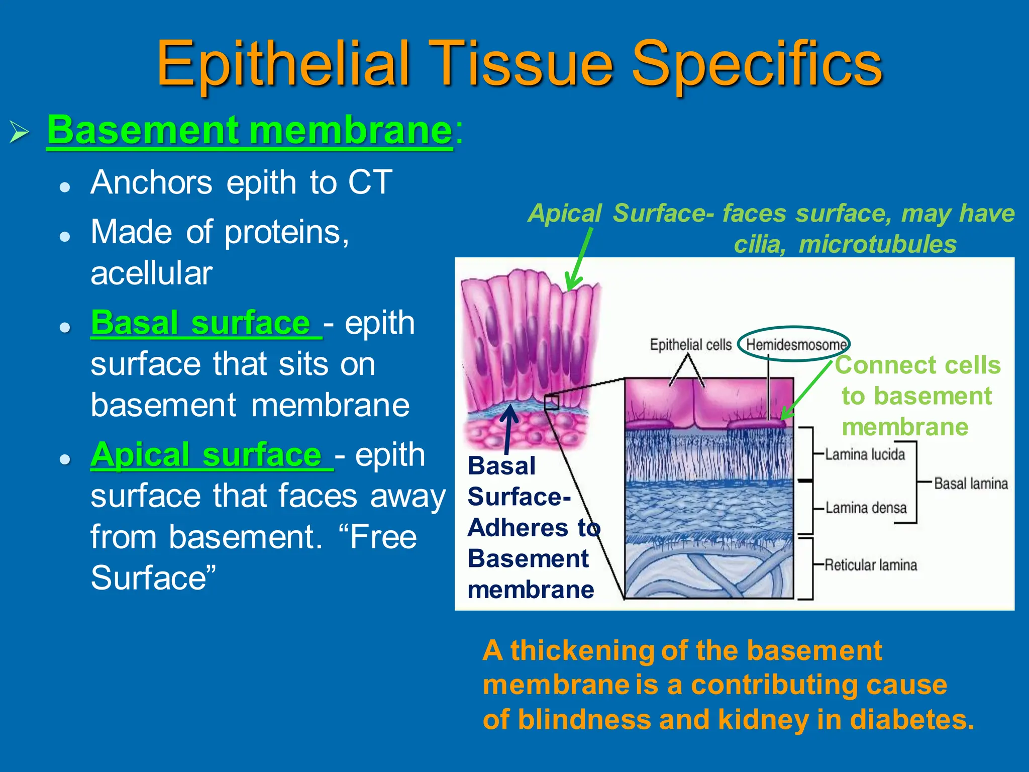 histology educational PowerPoint for students studying medicine | PDF