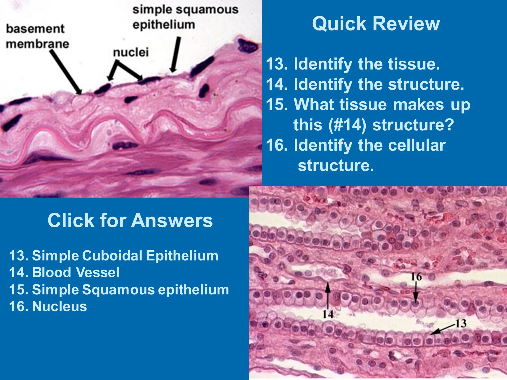histology educational PowerPoint for students studying medicine | PDF