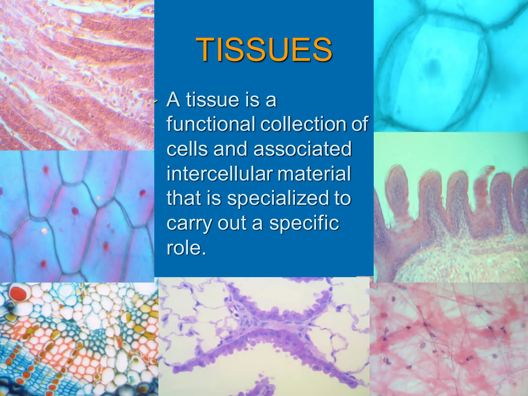 histology educational PowerPoint for students studying medicine | PDF