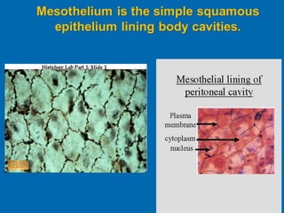 histology educational PowerPoint for students studying medicine | PDF