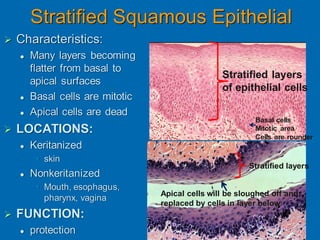 histology educational PowerPoint for students studying medicine | PDF