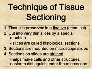 histology educational PowerPoint for students studying medicine | PDF