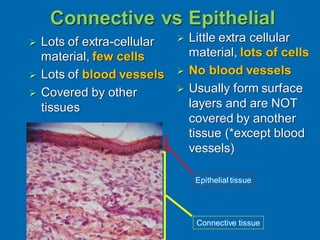 histology educational PowerPoint for students studying medicine | PDF