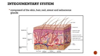 HISTOLOGY-INTEGUMENTARY SYSTEM-DENT.pptx