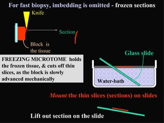 Histology Introduction | PPT