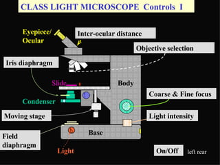 Histology Introduction | PPT