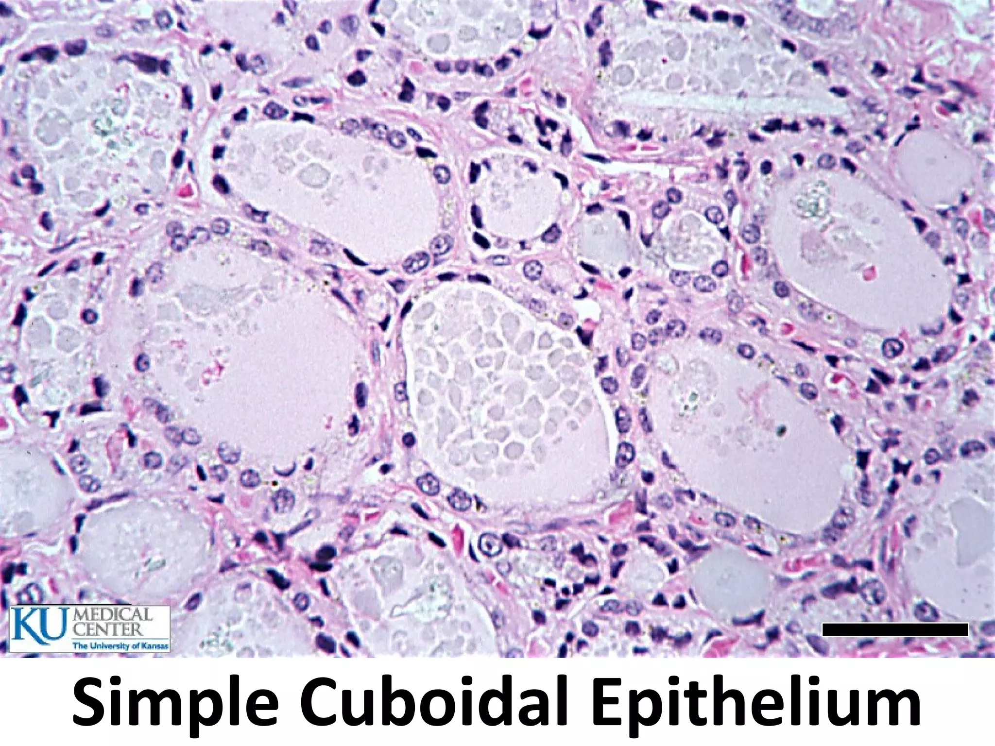 Histology Lab Image Identification | PPT