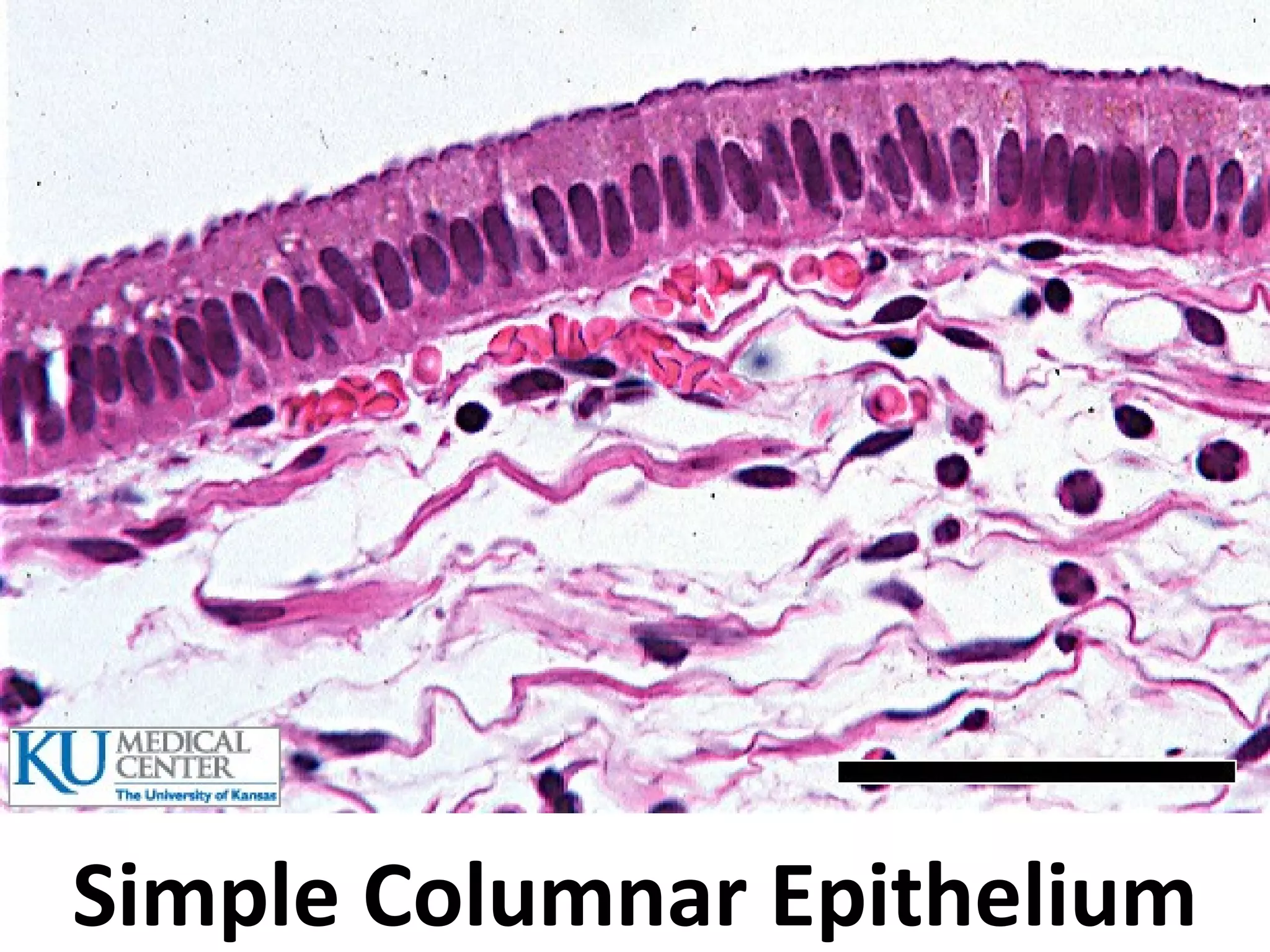Histology Lab Image Identification | PPT