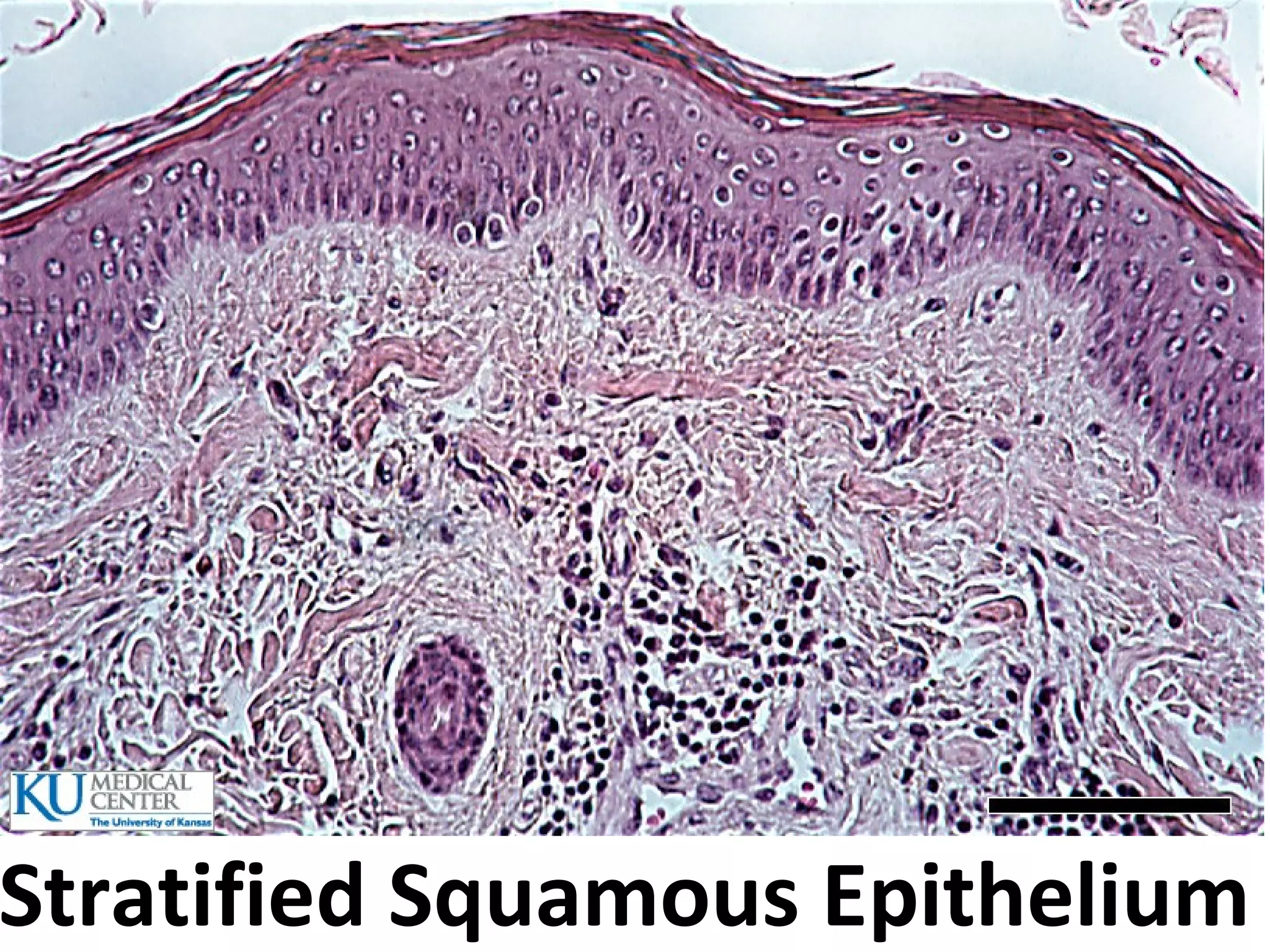Histology Lab Image Identification | PPT