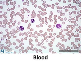 Histology Lab Image Identification | PPT