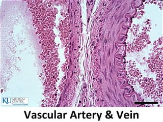 Histology Lab Image Identification | PPT