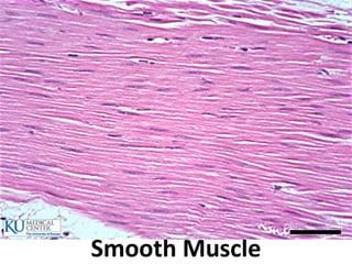 Histology Lab Image Identification | PPT