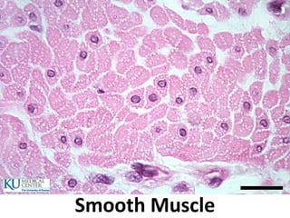 Histology Lab Image Identification | PPT
