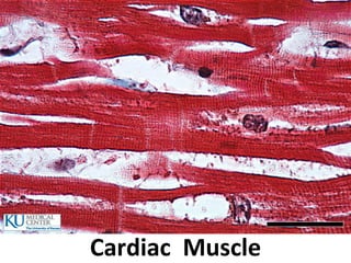 Histology Lab Image Identification | PPT