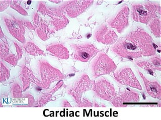 Histology Lab Image Identification | PPT