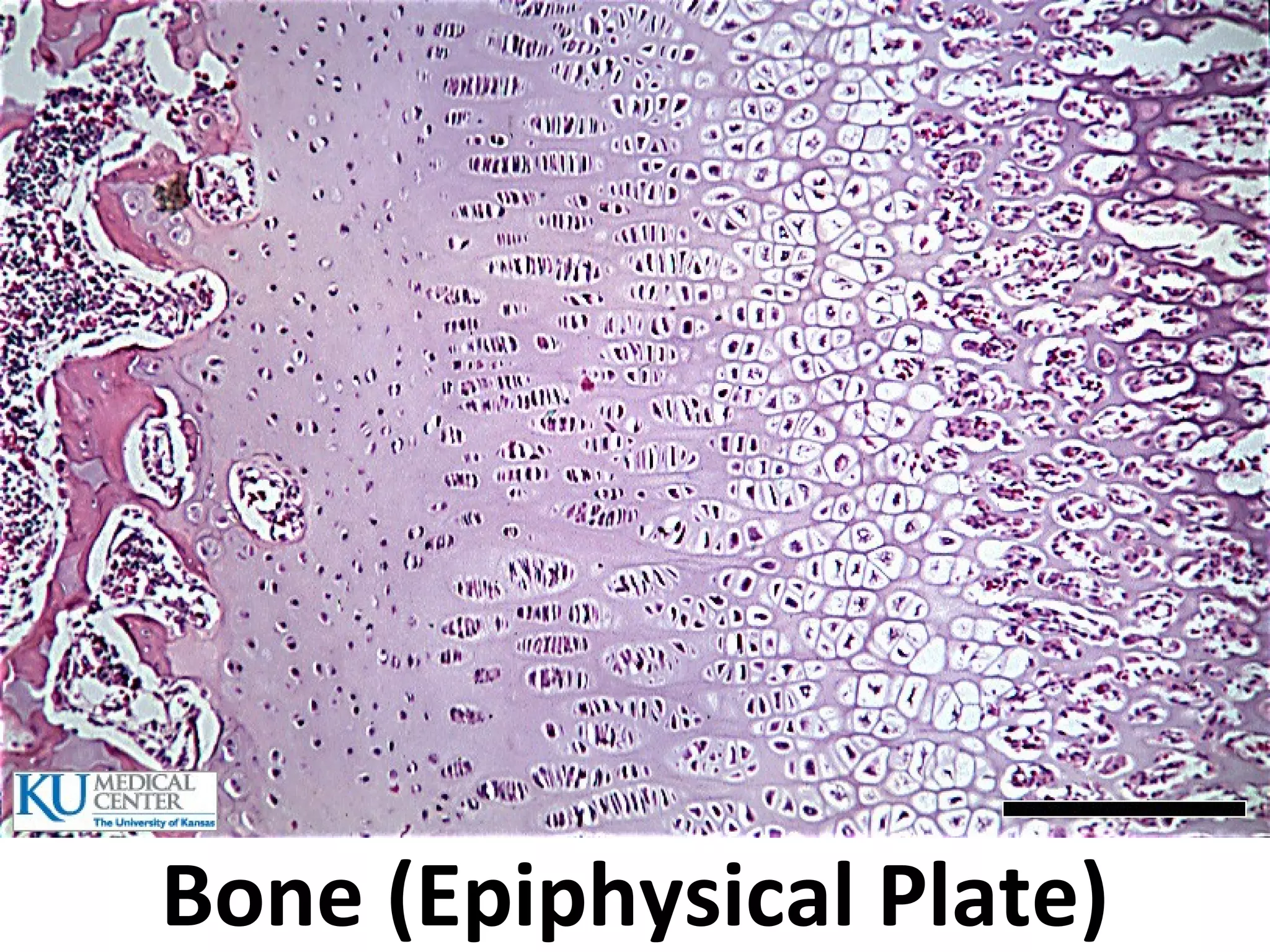 Histology Lab Image Information | PPT