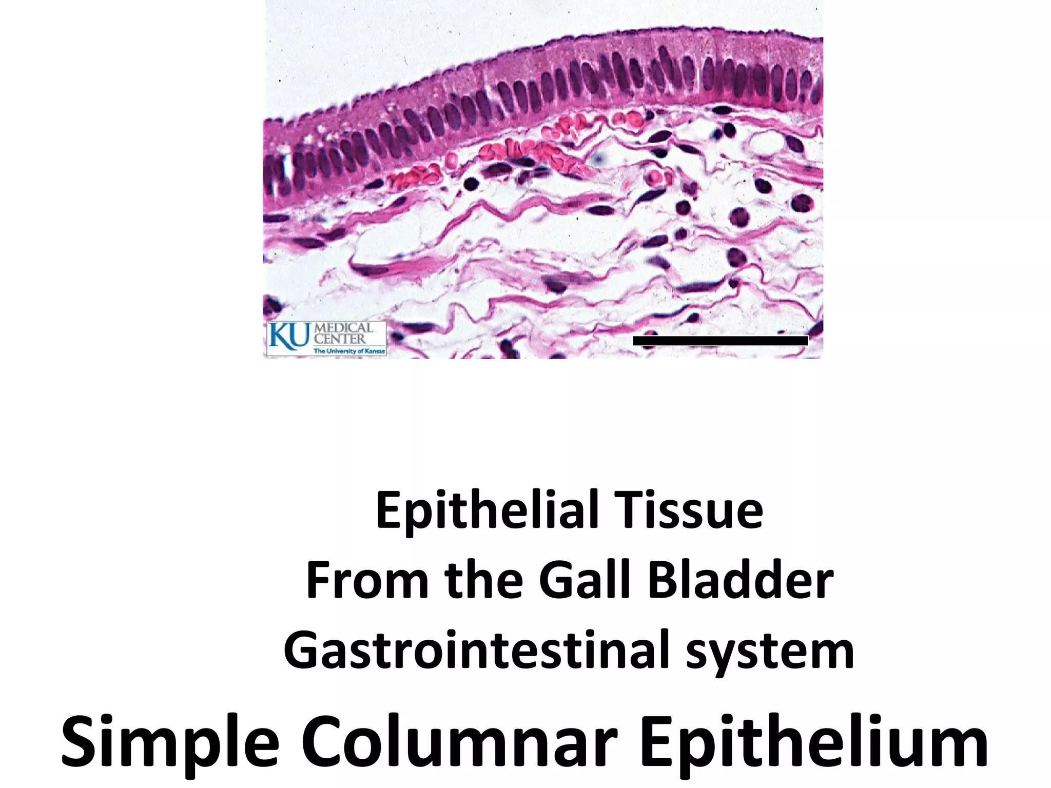 Histology Lab Image Information | PPT