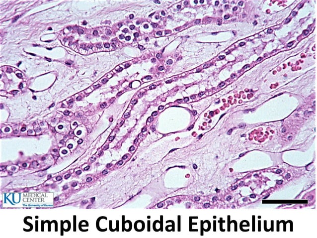 Histology Lab Image Information | PPT | Brain and Nervous System ...
