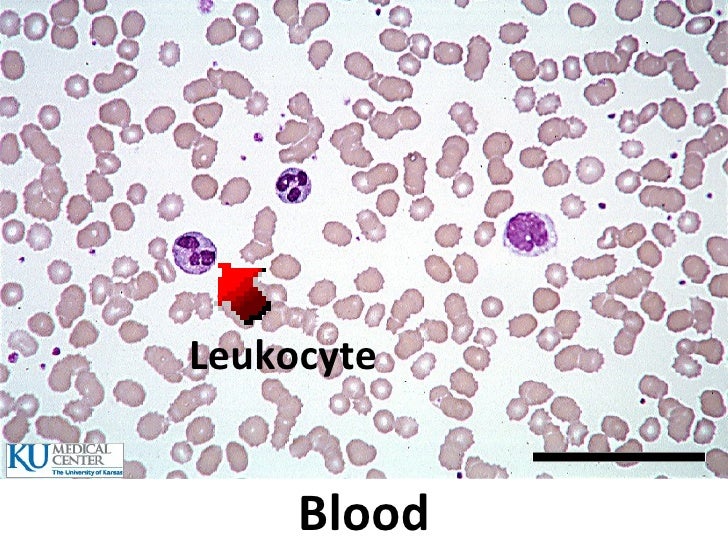 Histology Lab Image Information