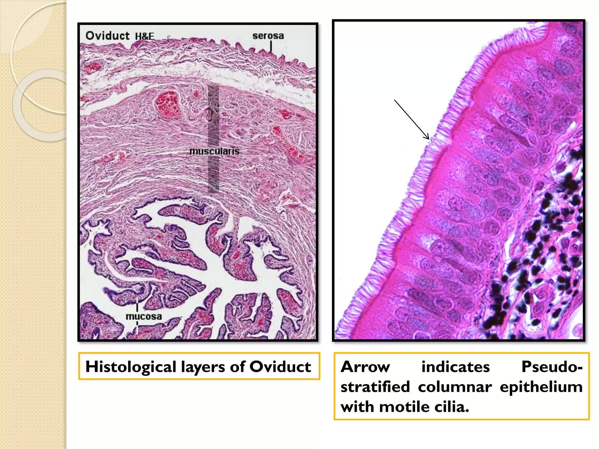 histology-of-female-reproductive-system.pdf