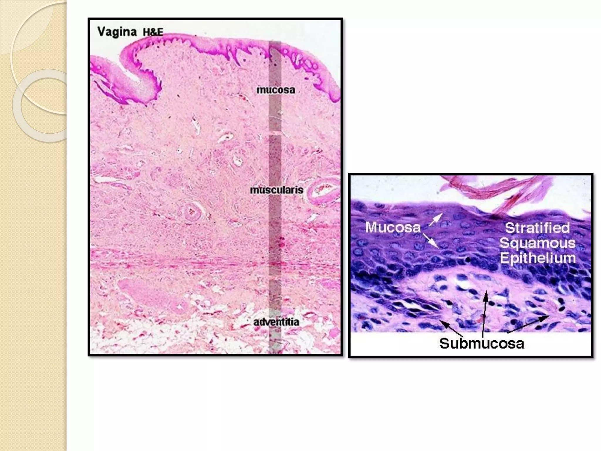 histology-of-female-reproductive-system.pdf