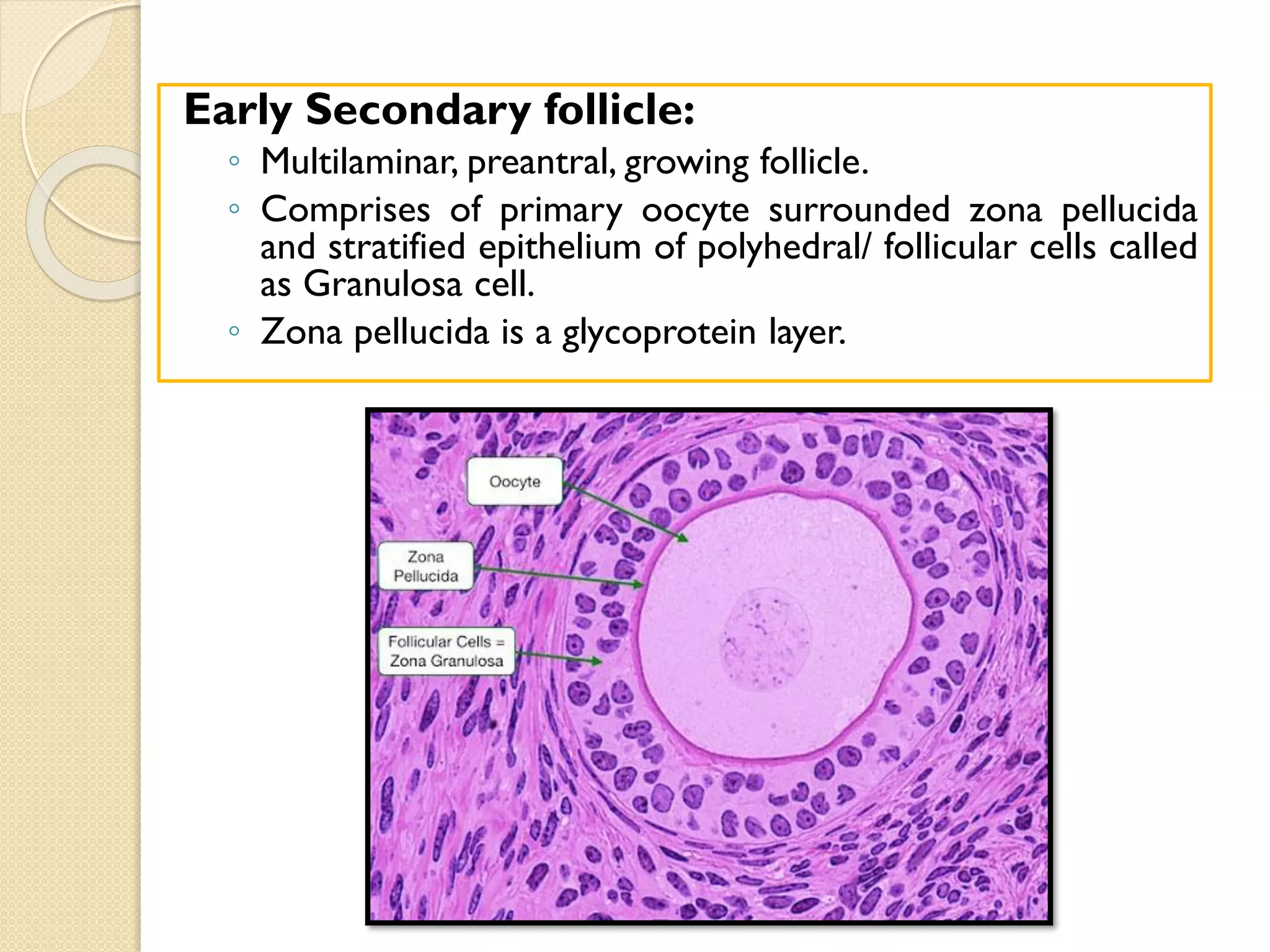 histology-of-female-reproductive-system.pdf