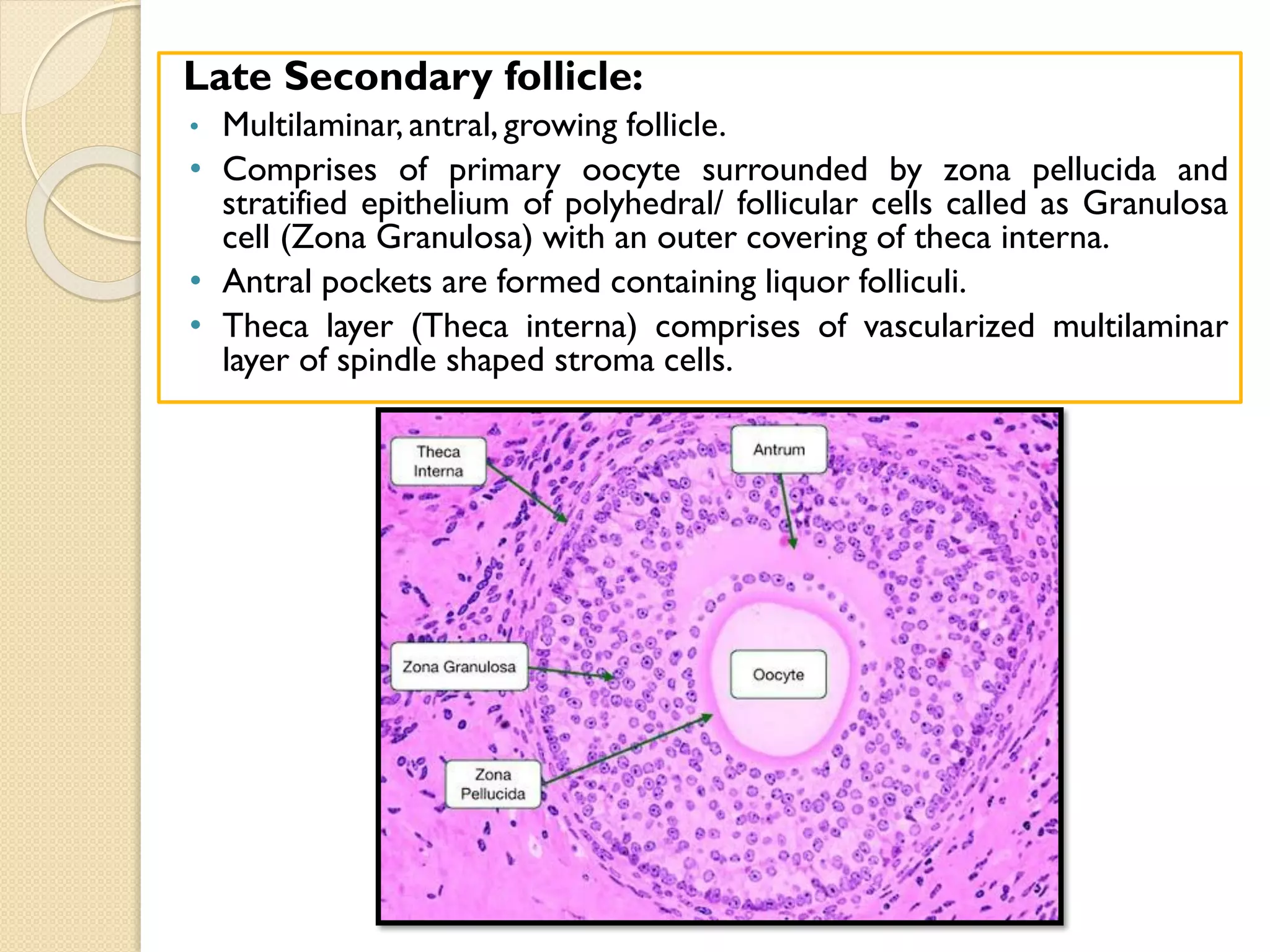 histology-of-female-reproductive-system.pdf
