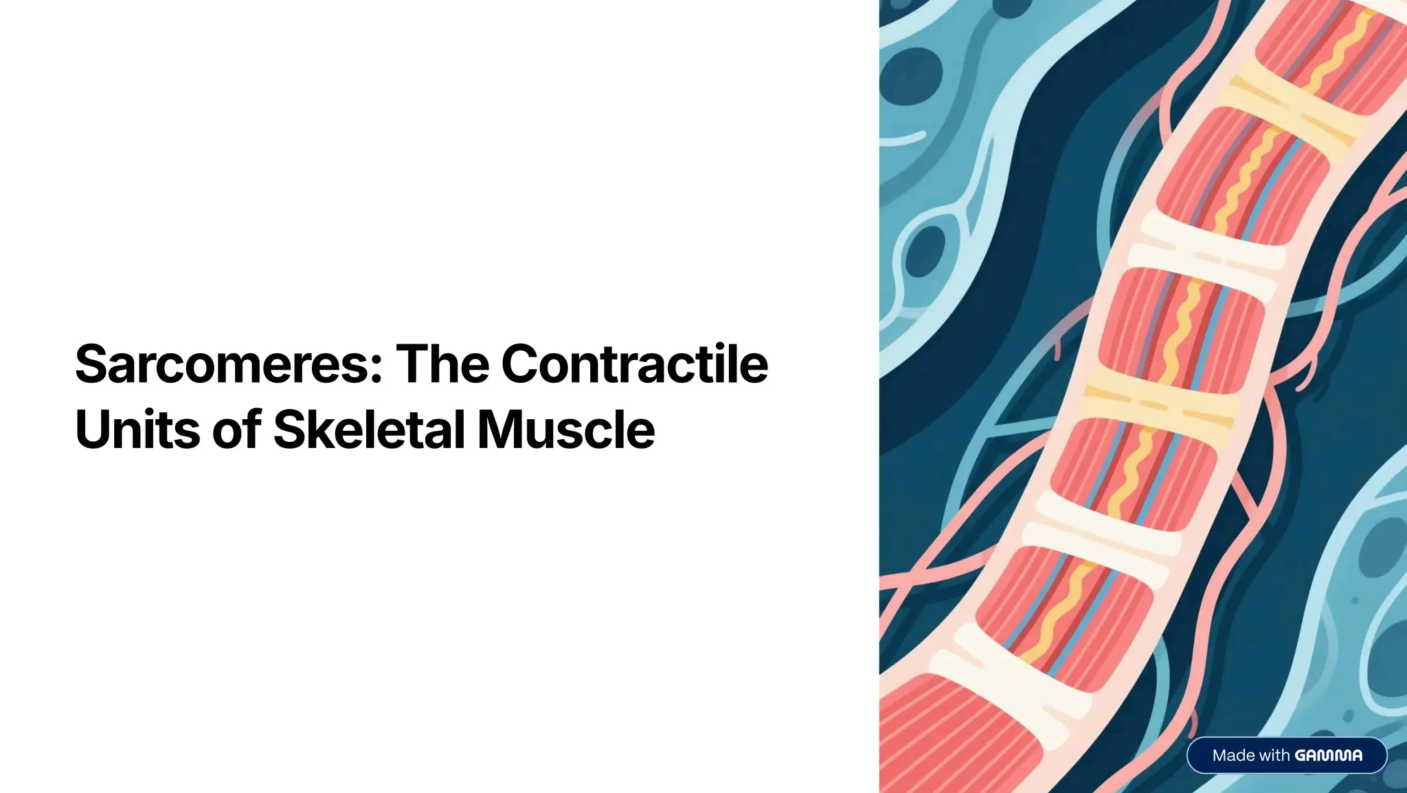 Histology-of-Muscle-and-Nerve-Tissue-Structure-and-Function.pdf