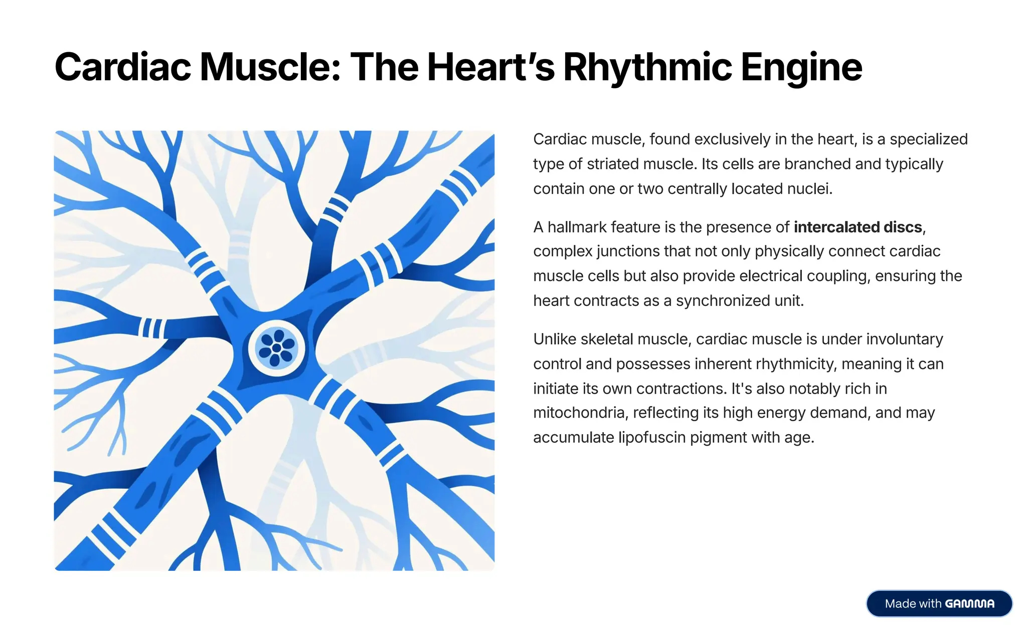 Histology-of-Muscle-and-Nerve-Tissue-Structure-and-Function.pdf