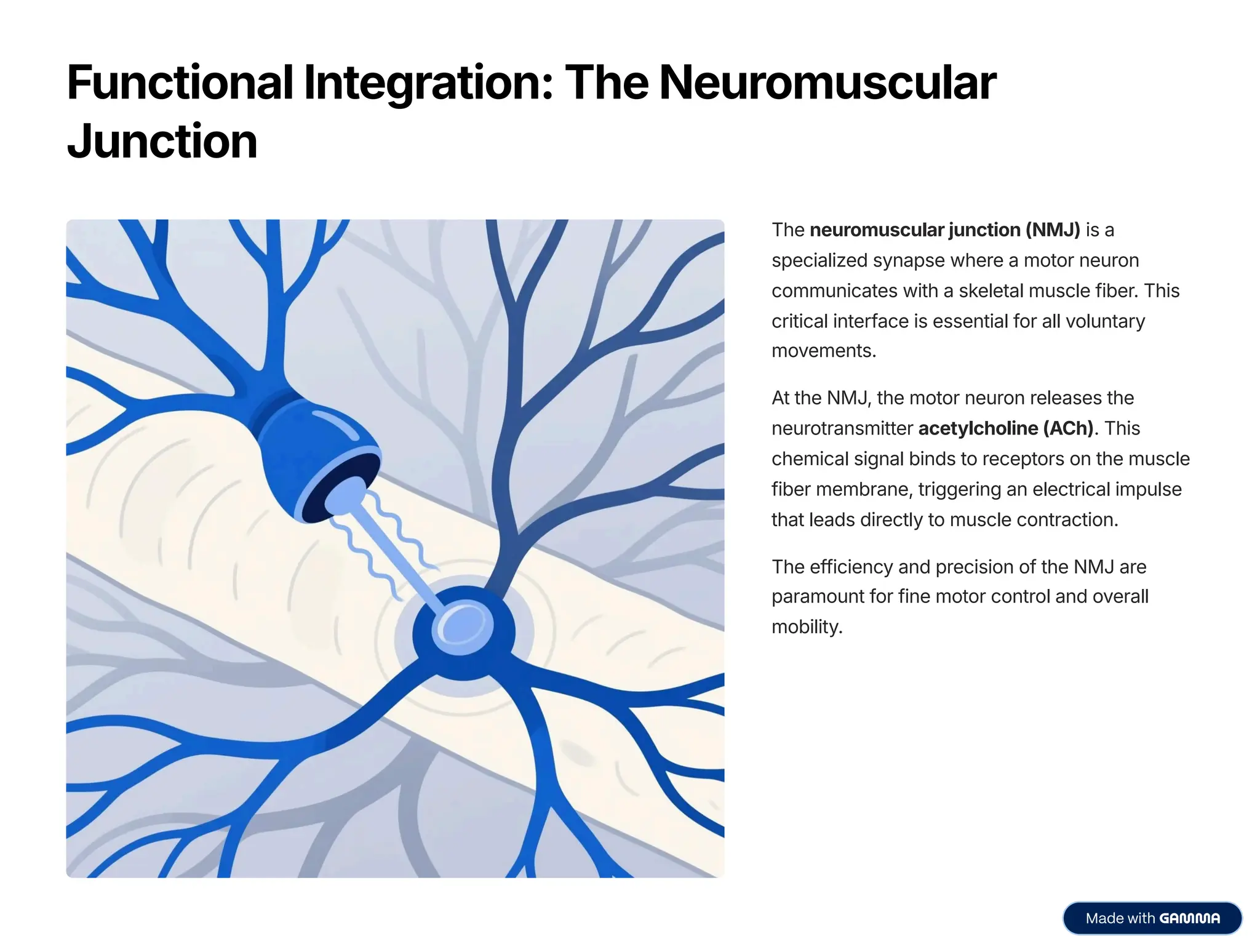 Histology-of-Muscle-and-Nerve-Tissue-Structure-and-Function.pdf