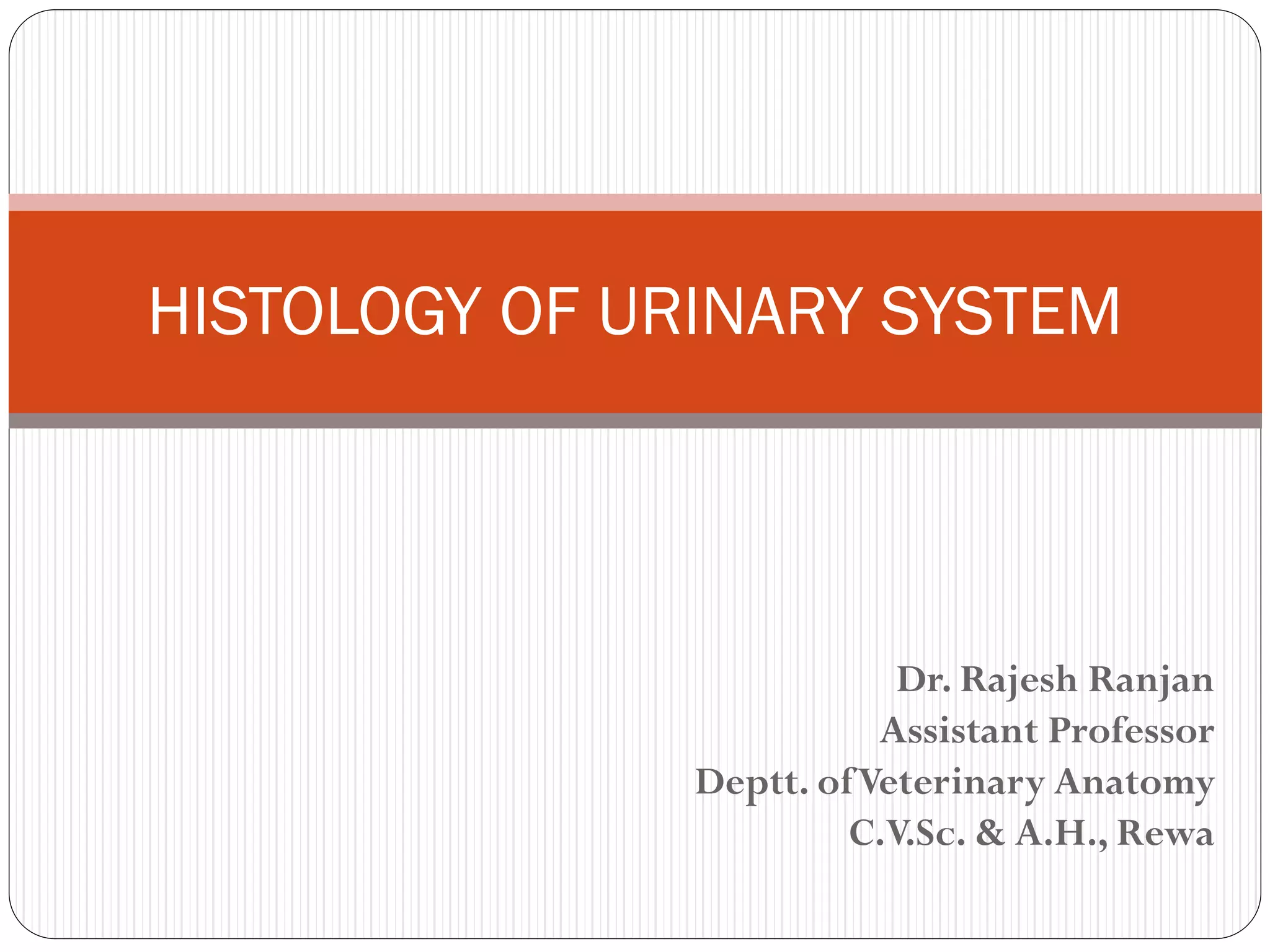 Flashcards Urinary System Histology Physiology What