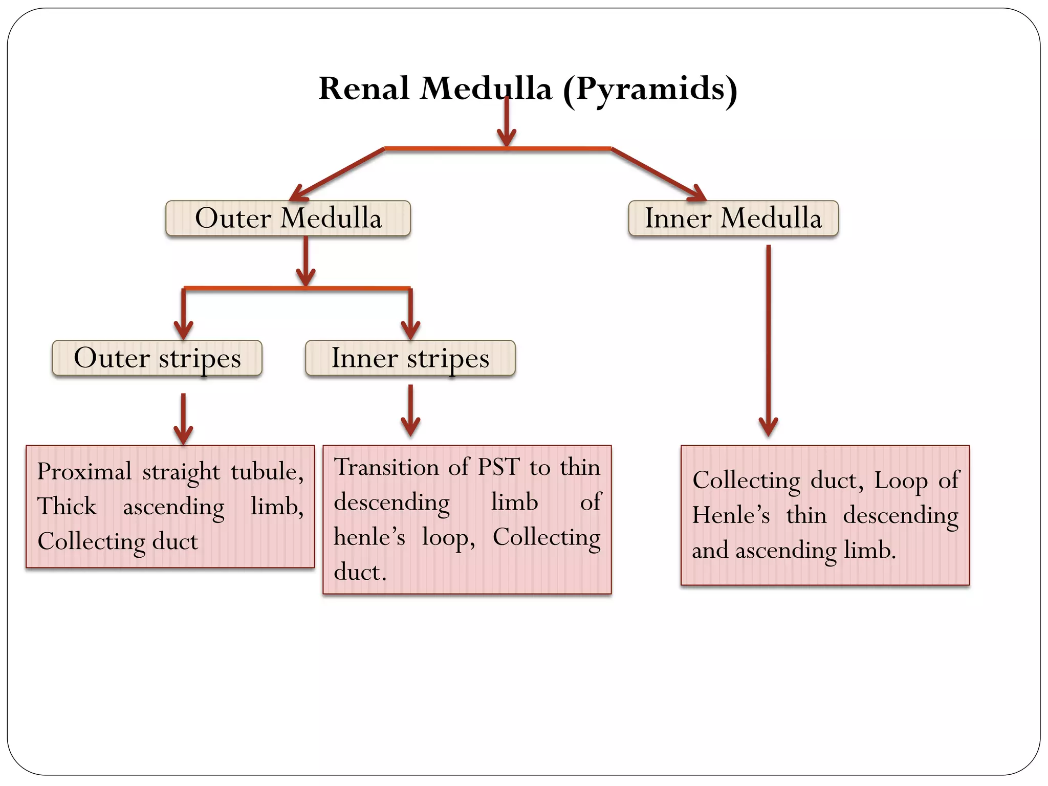 Histology-of-urinary-system.pdf