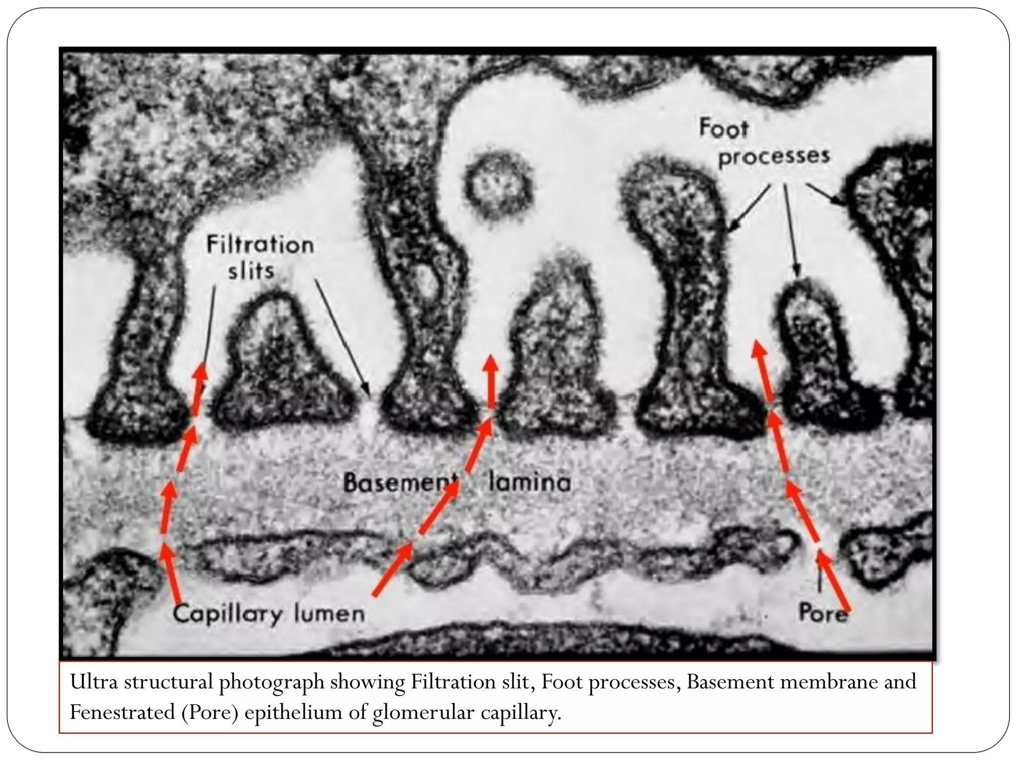 Histology-of-urinary-system.pdf