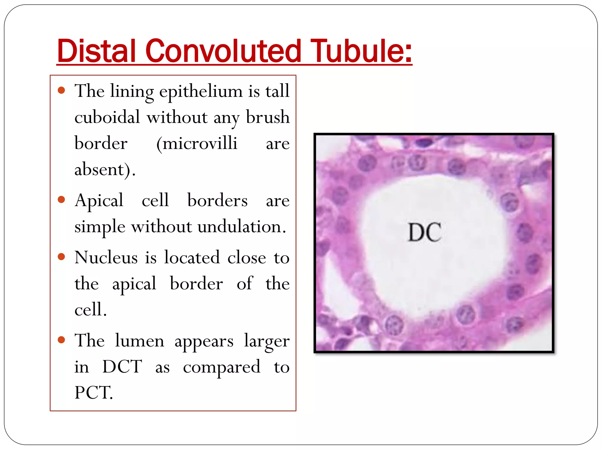 Histology-of-urinary-system.pdf
