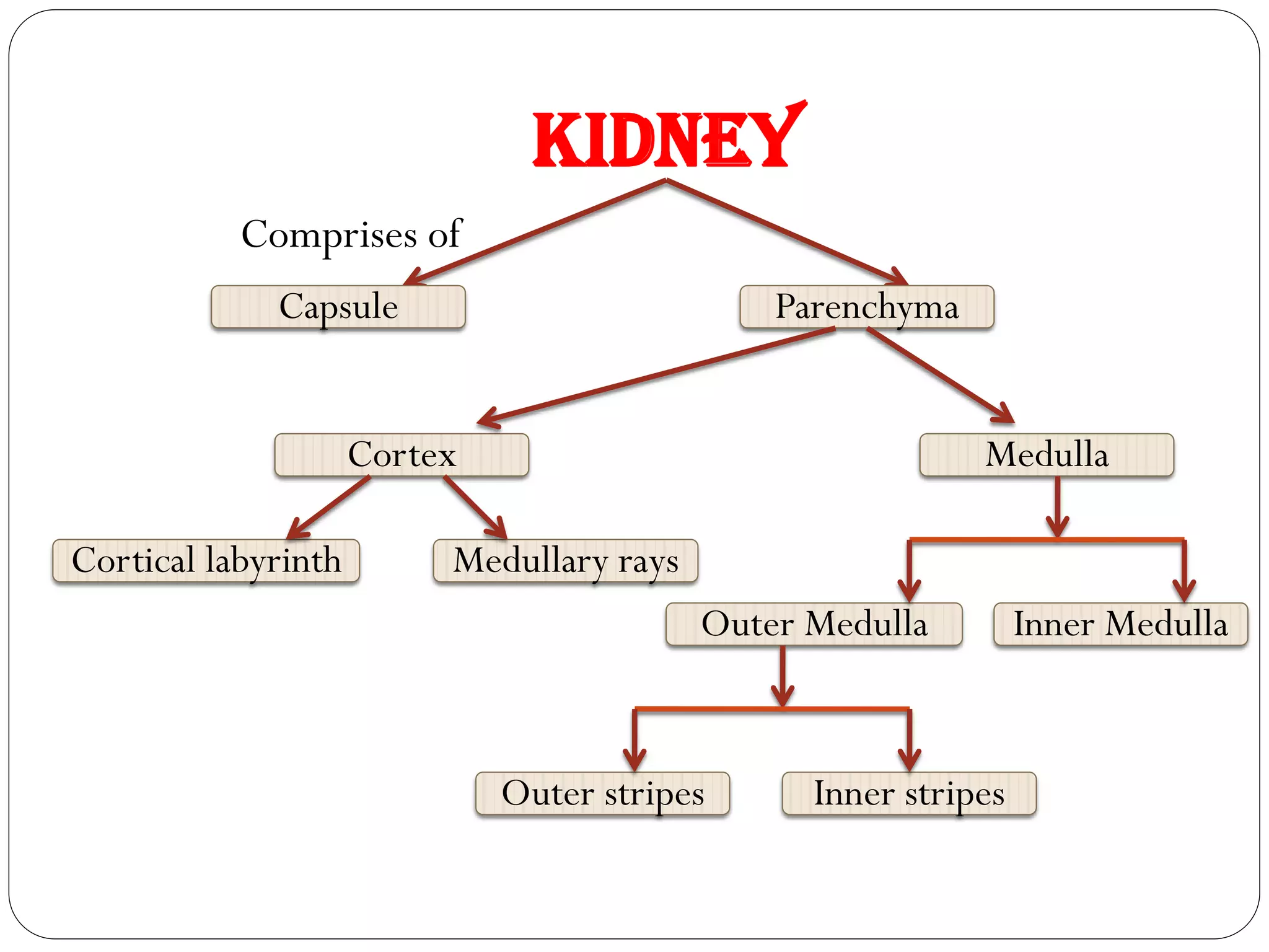 Histology-of-urinary-system.pdf