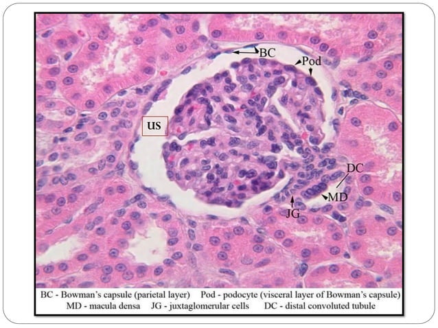Histology-of-urinary-system.pdf