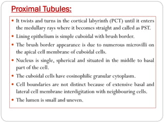 Histology-of-urinary-system.pdf