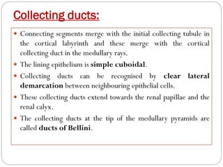 Histology-of-urinary-system.pdf